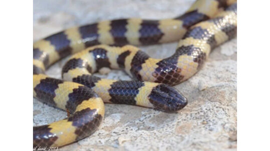 Consulado General H. de Israel | Una rareza en la ciencia moderna ...